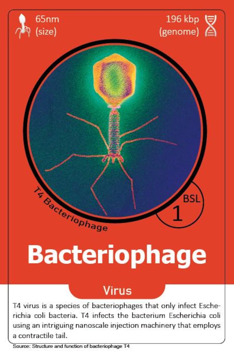 STEM Microbiology Educational Worksheets, Book and Cards Bundle for ...