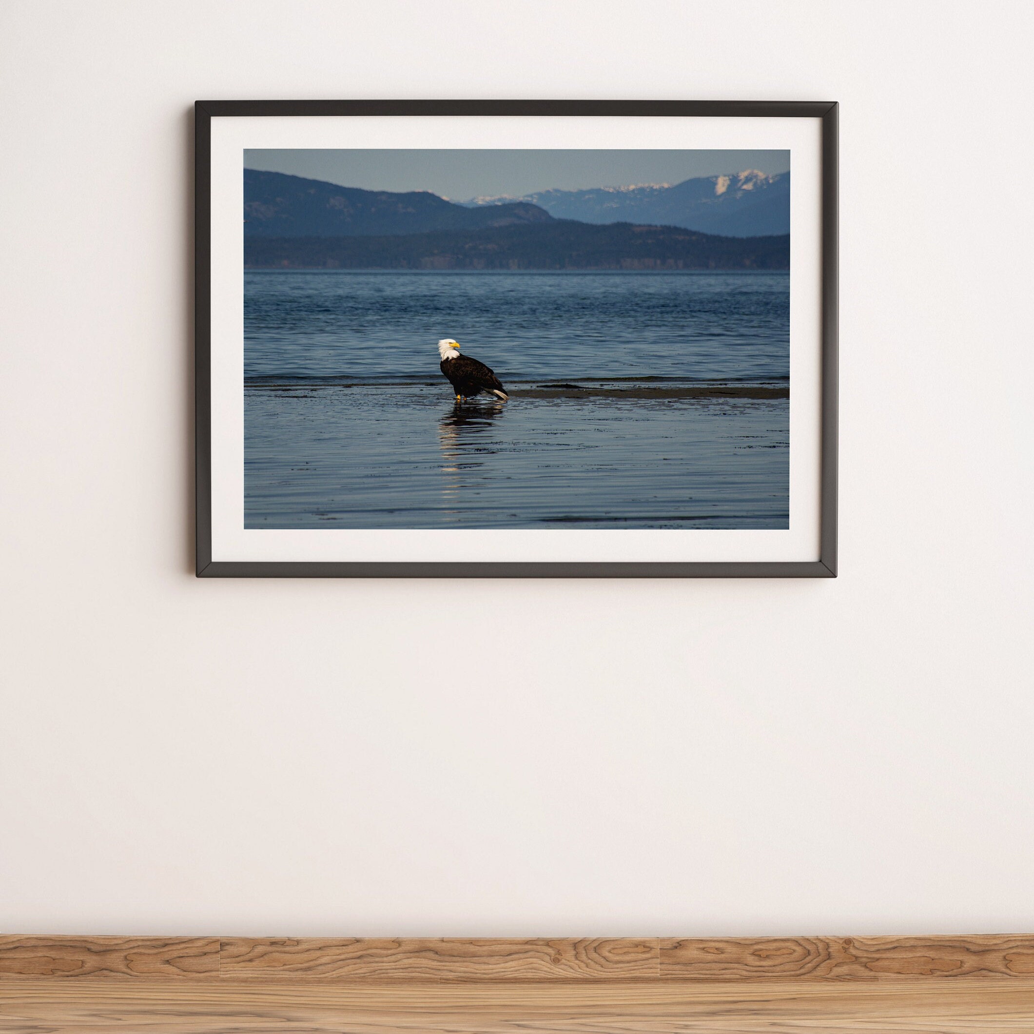 Bald Eagle Photo Print: British Columbia Wildlife (digital Download) - Etsy