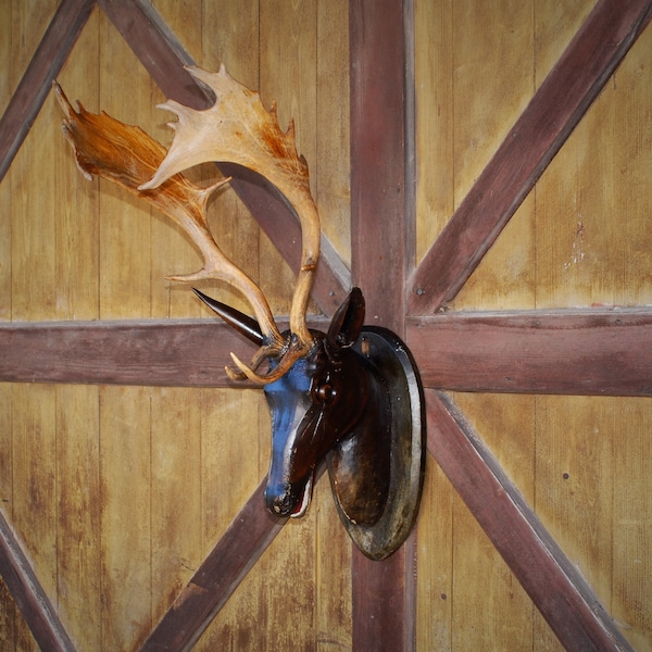 Real Mounted Deer Head - Etsy