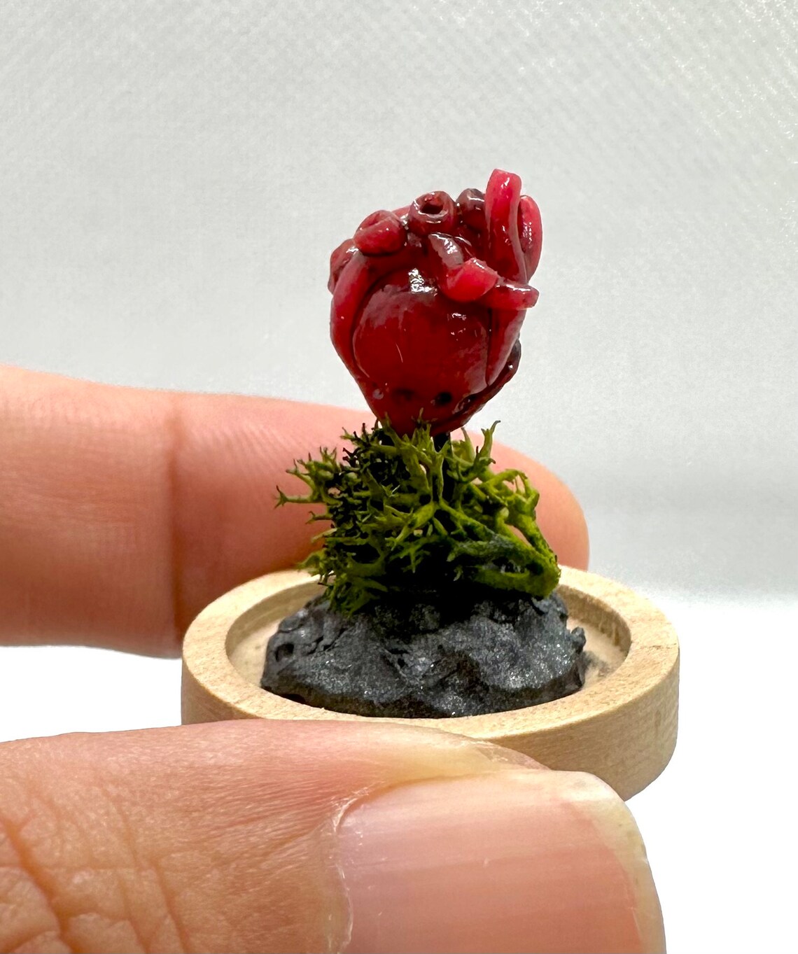 Anatomical Human Heart Specimen Display - Etsy