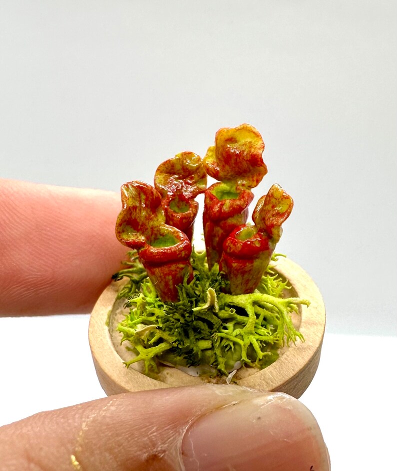 Miniature Pitcher Plant Specimen Display - Etsy