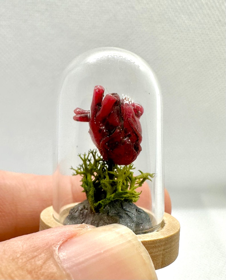 Anatomical Human Heart Specimen Display - Etsy