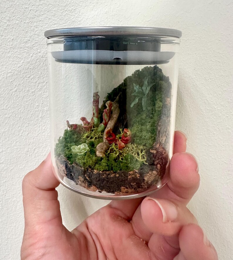 Miniature Clay Carnivorous Pitcher Plant and Butterwort Terrarium ...