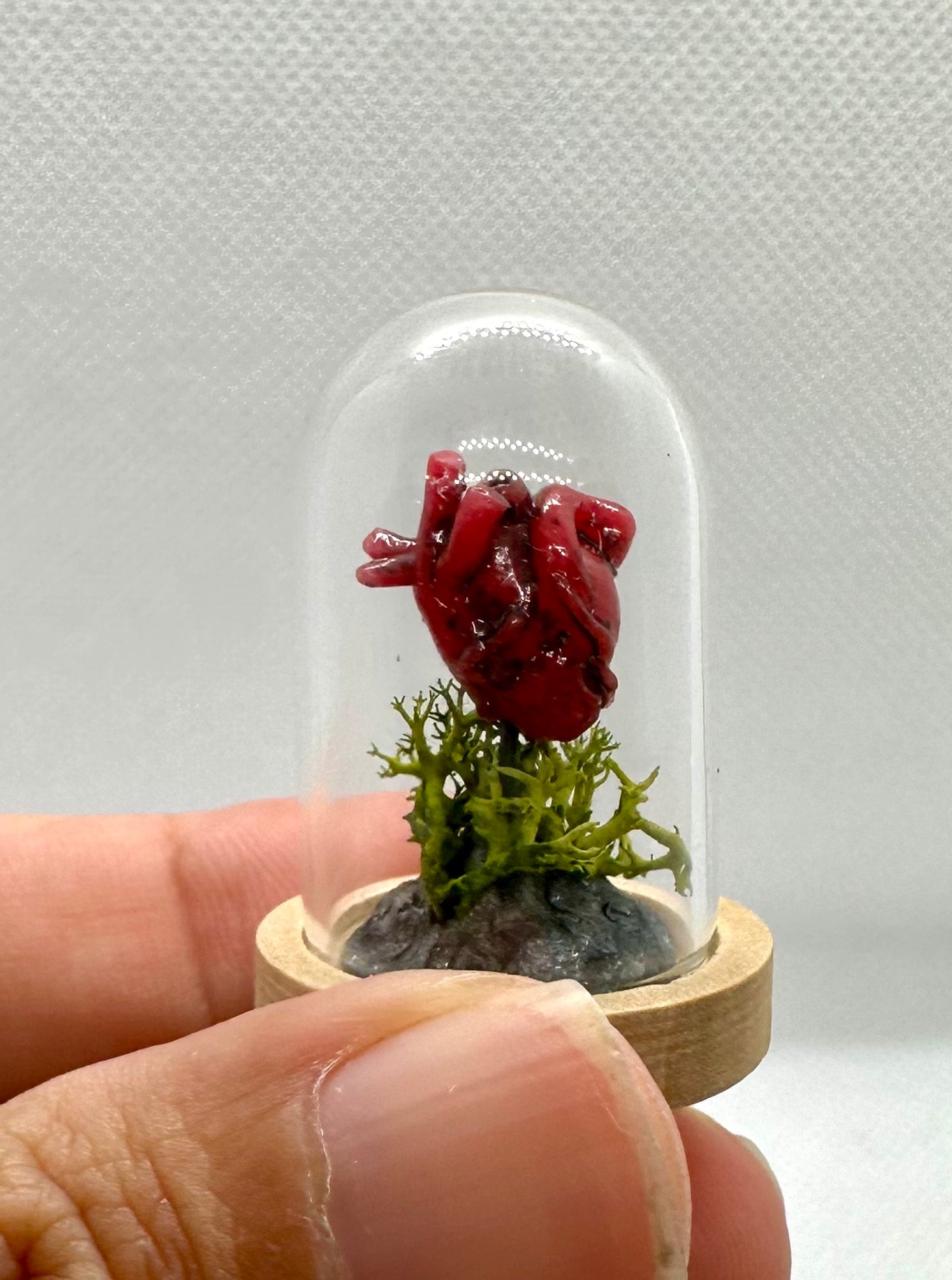 Anatomical Human Heart Specimen Display - Etsy