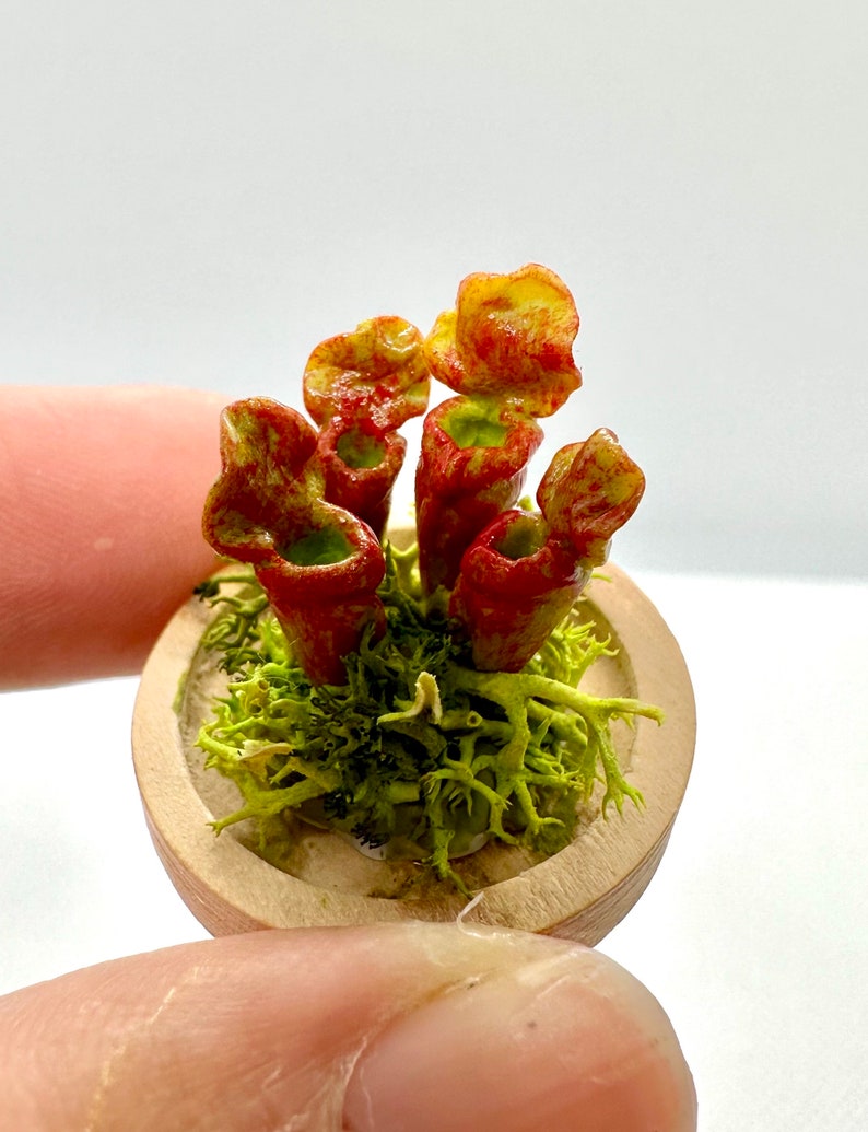 Miniature Pitcher Plant Specimen Display - Etsy