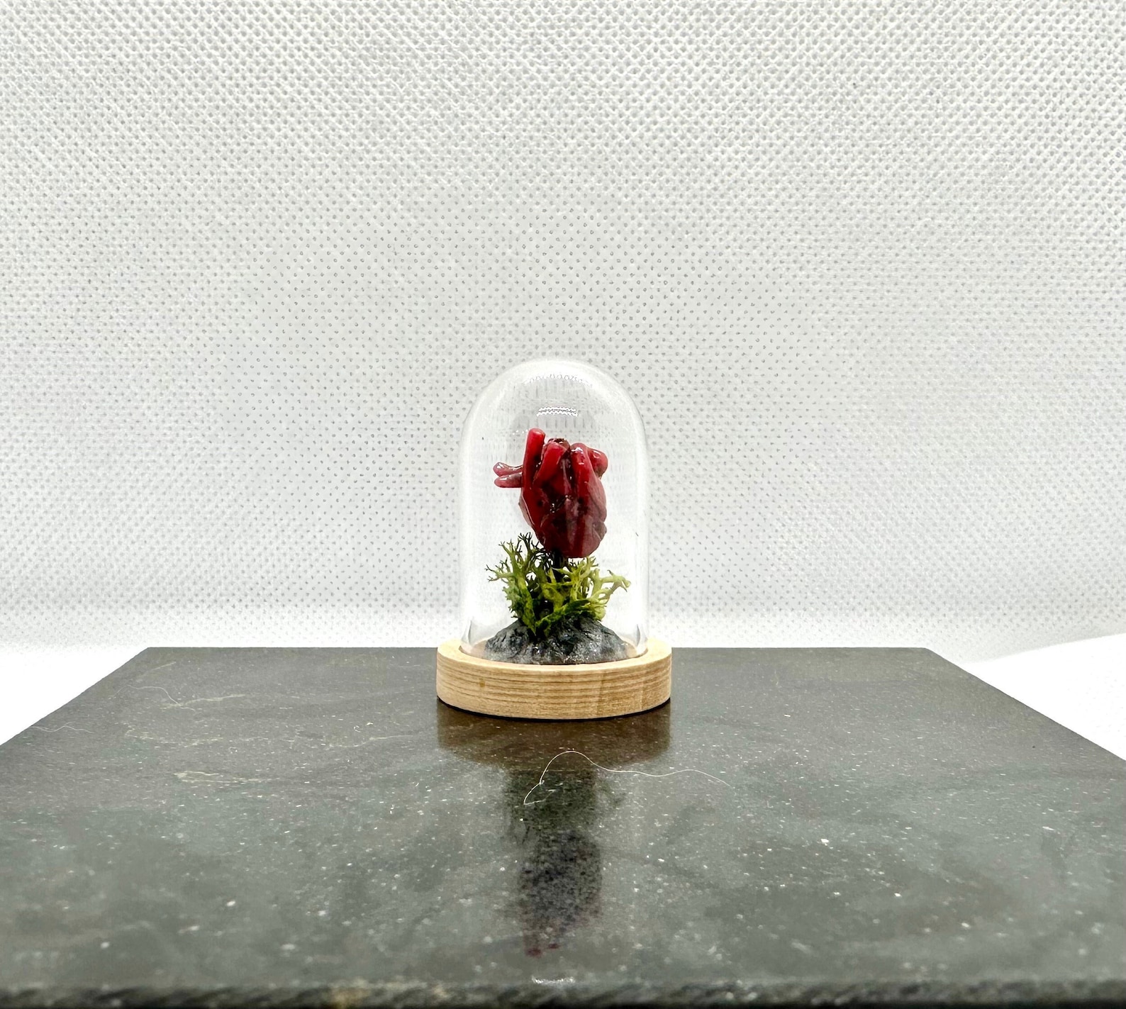 Anatomical Human Heart Specimen Display - Etsy