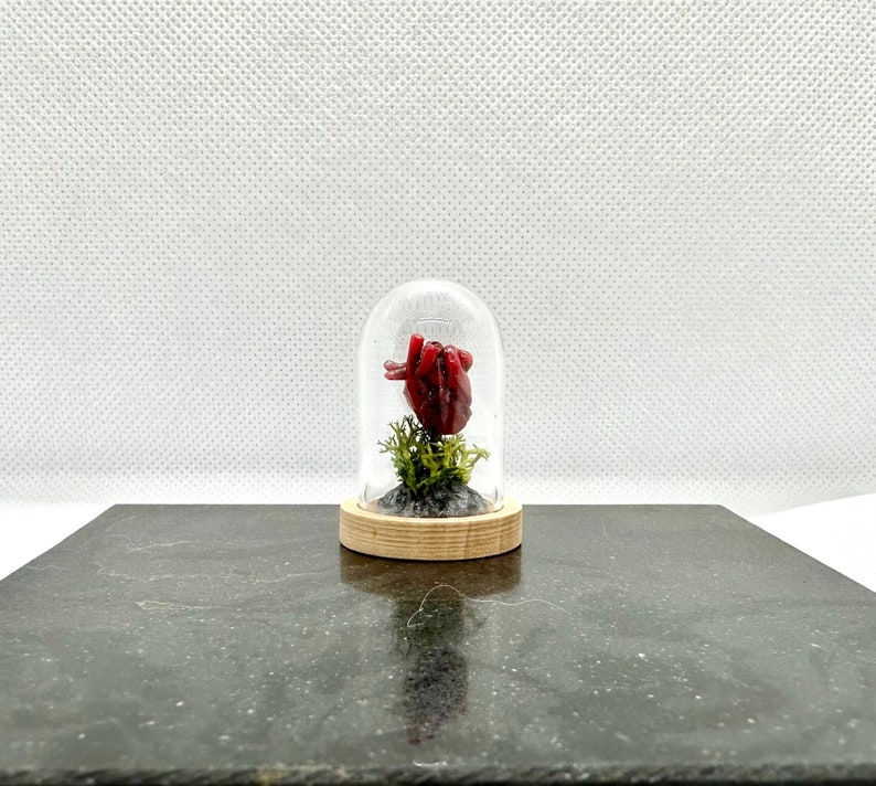 Anatomical Human Heart Specimen Display - Etsy