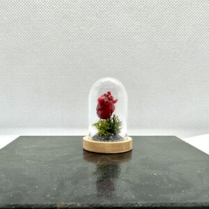 Anatomical Human Heart Specimen Display - Etsy