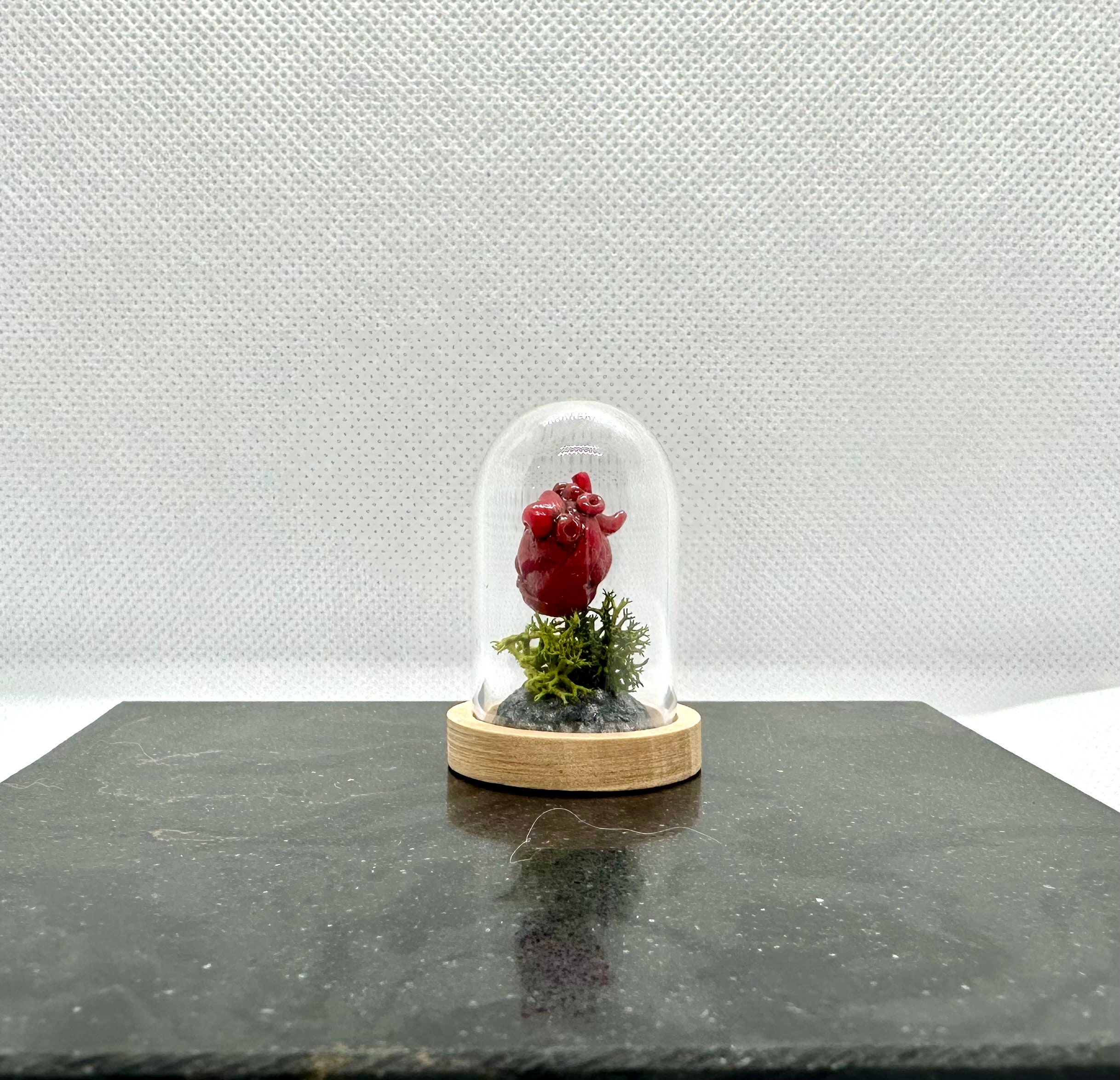 Anatomical Human Heart Specimen Display - Etsy