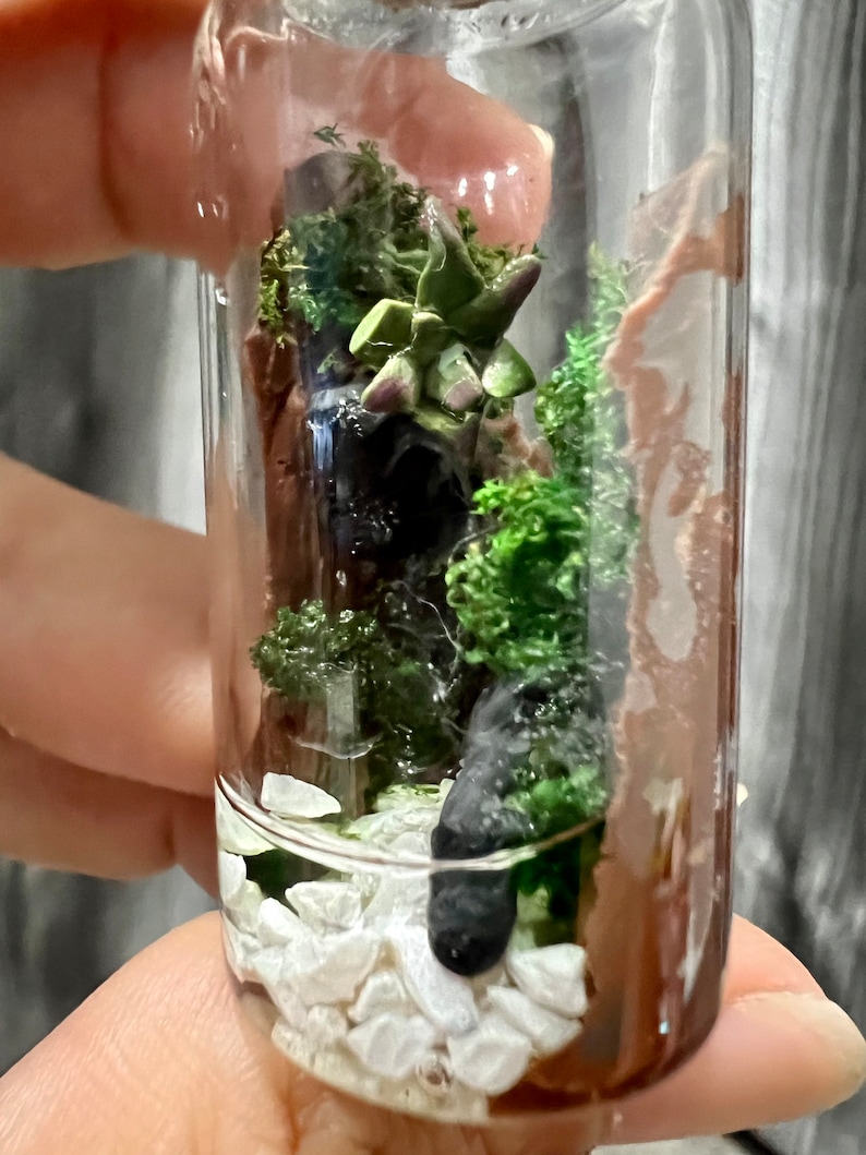 Miniature Rainforest Terrarium/paludarium in a Glass Bottle - Etsy