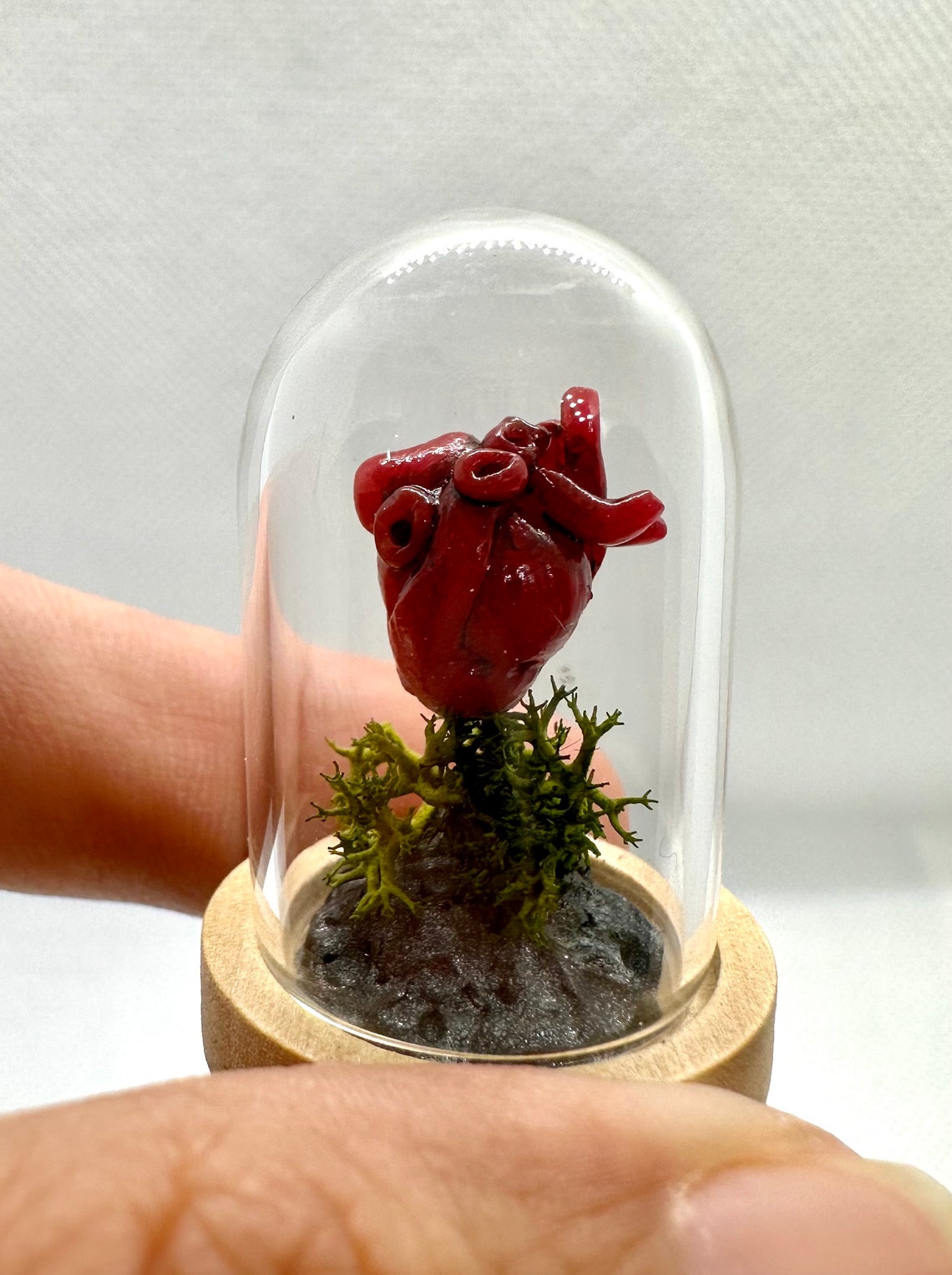 Anatomical Human Heart Specimen Display - Etsy
