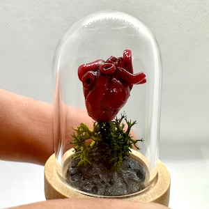 Anatomical Human Heart Specimen Display - Etsy