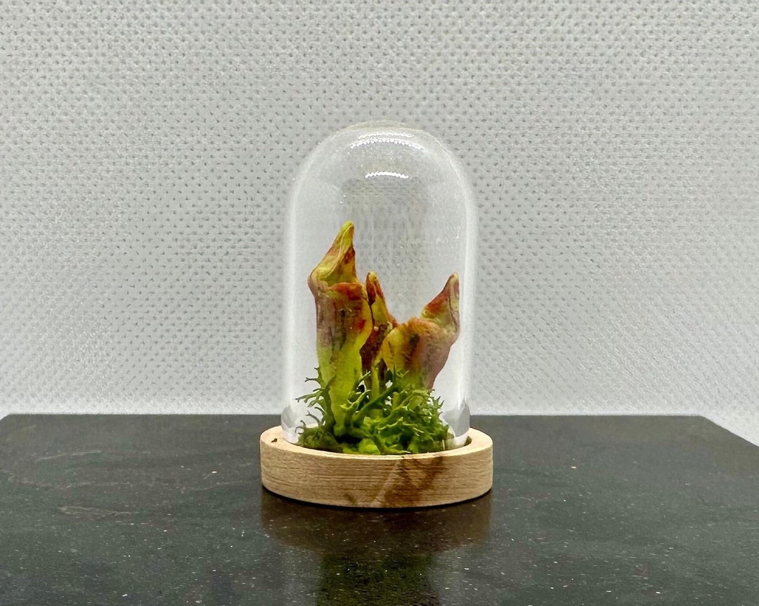 Miniature Pitcher Plant Specimen Display - Etsy
