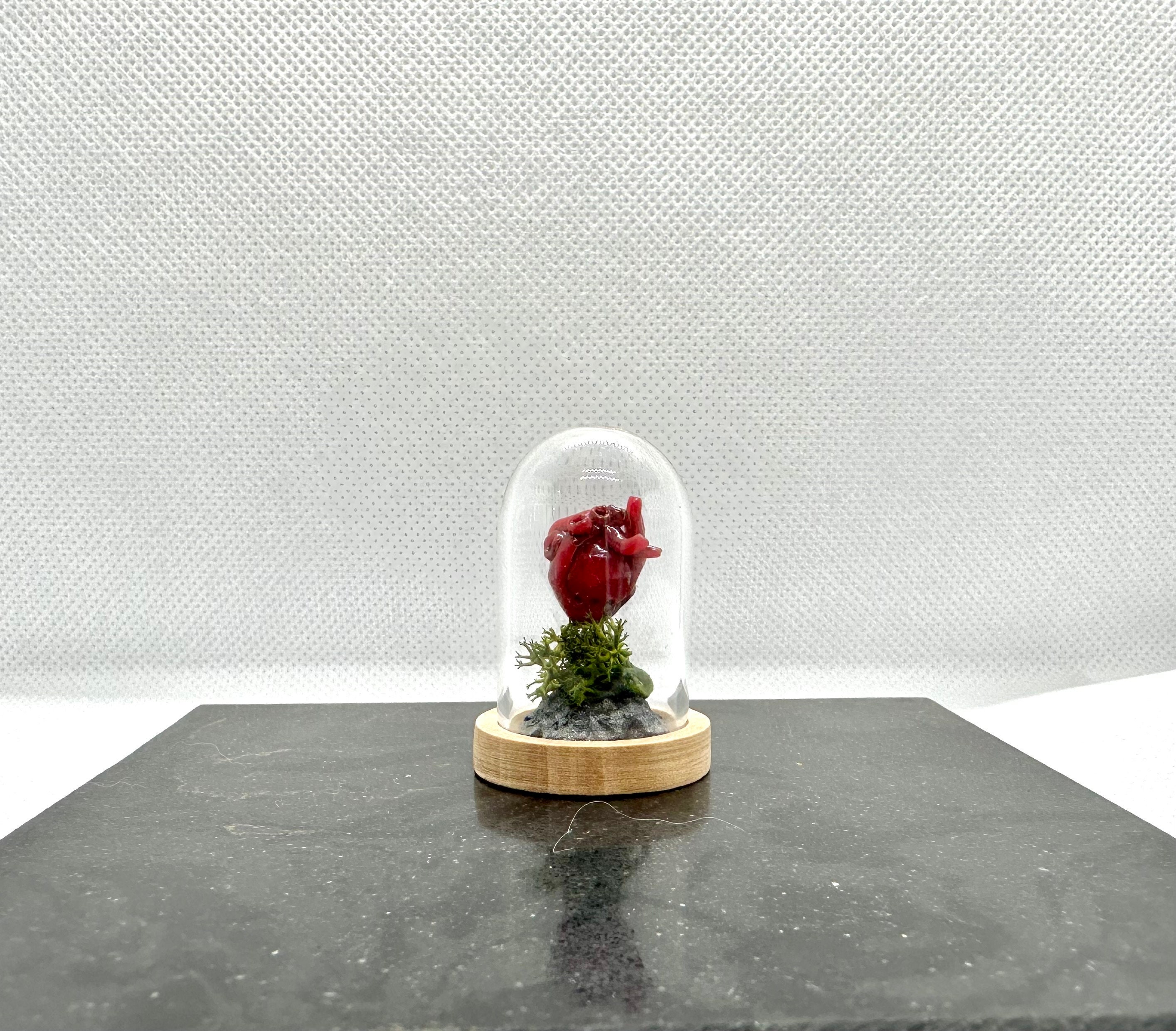 Anatomical Human Heart Specimen Display - Etsy