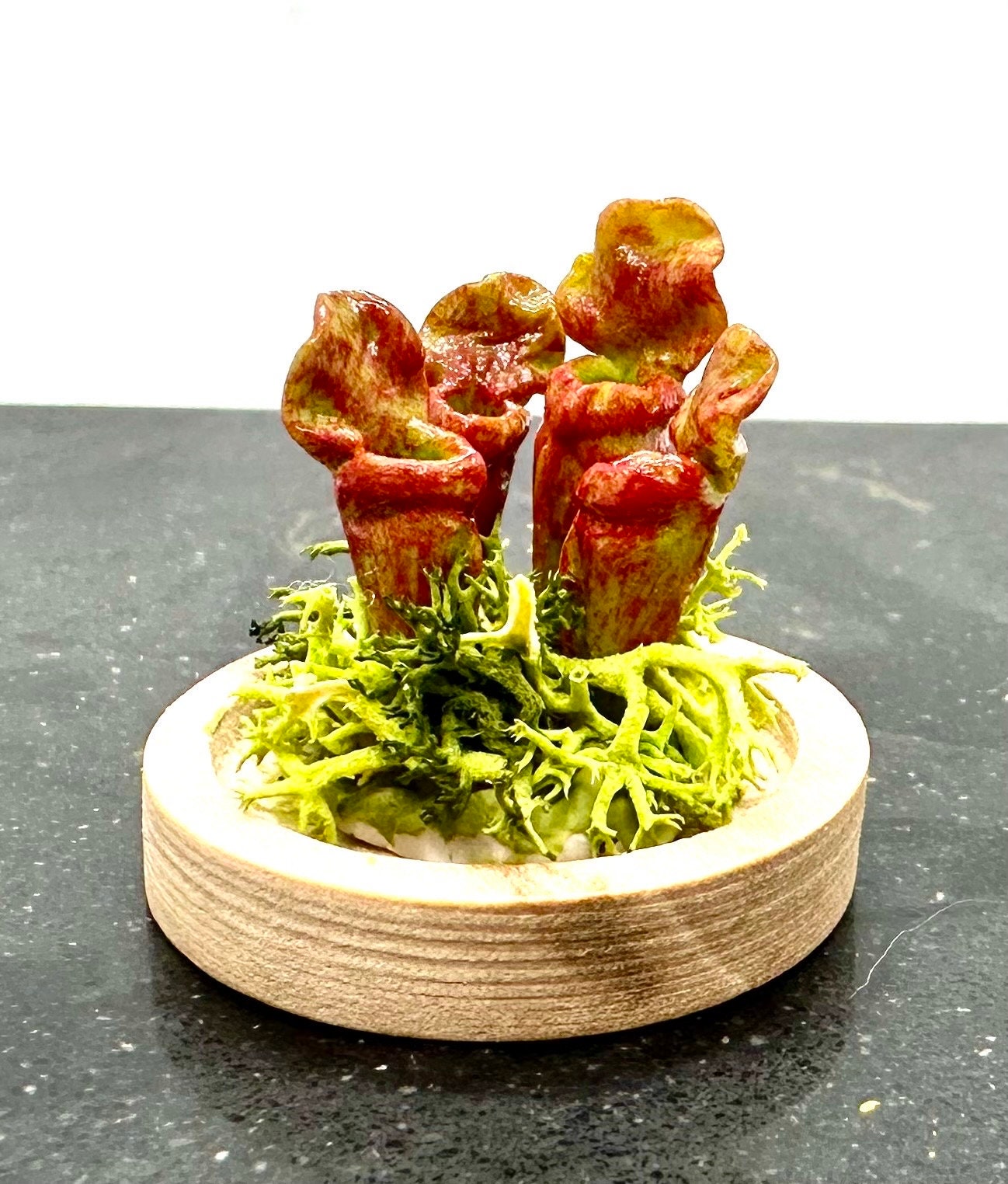 Miniature Pitcher Plant Specimen Display - Etsy