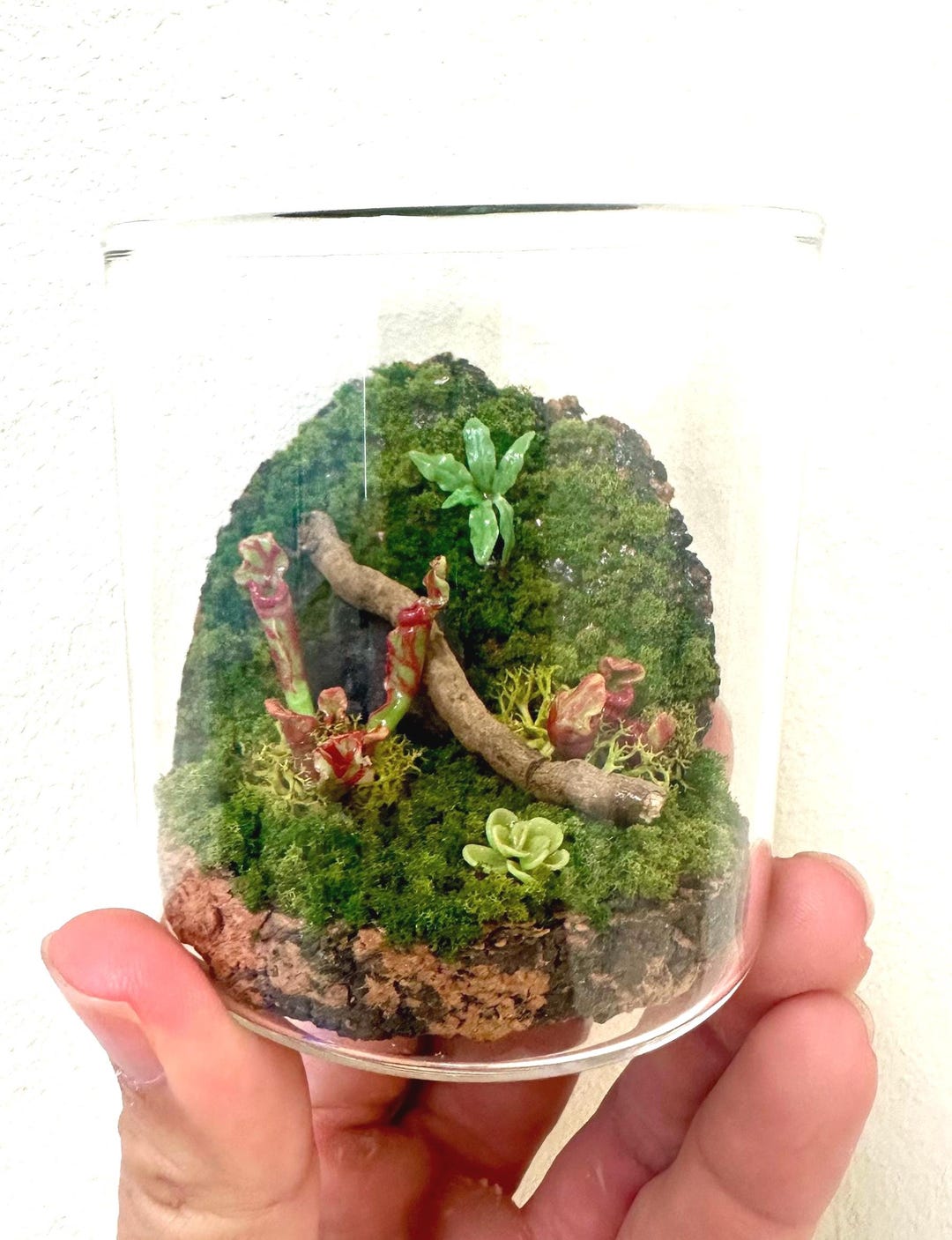 Miniature Clay Carnivorous Pitcher Plant and Butterwort Terrarium - Etsy