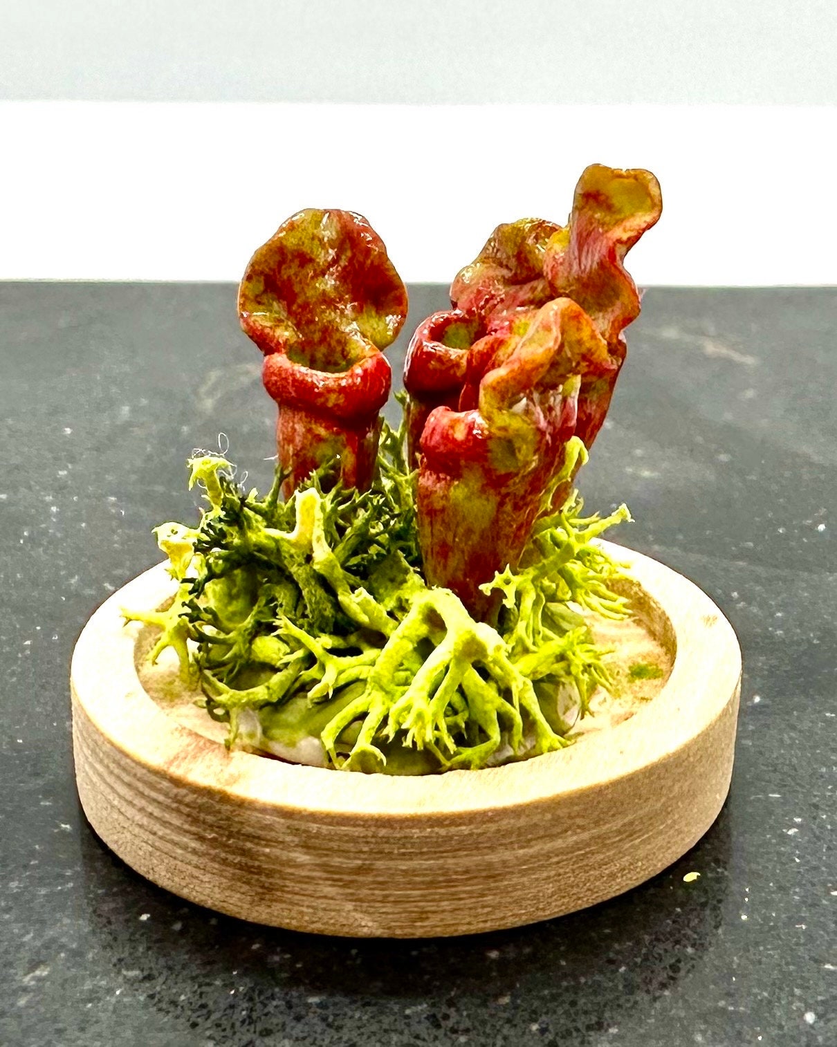 Miniature Pitcher Plant Specimen Display - Etsy
