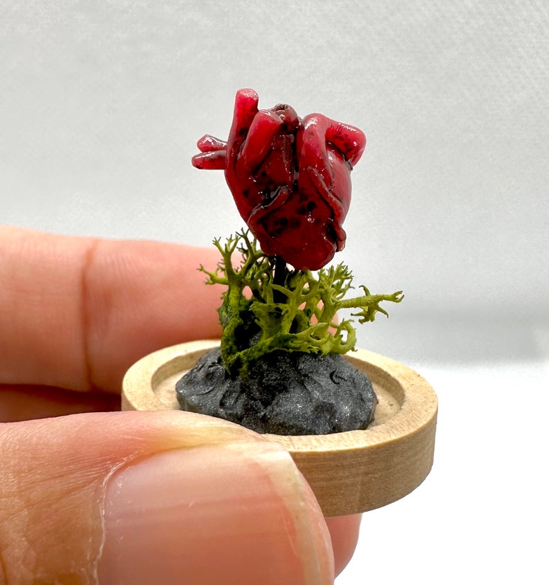 Anatomical Human Heart Specimen Display - Etsy