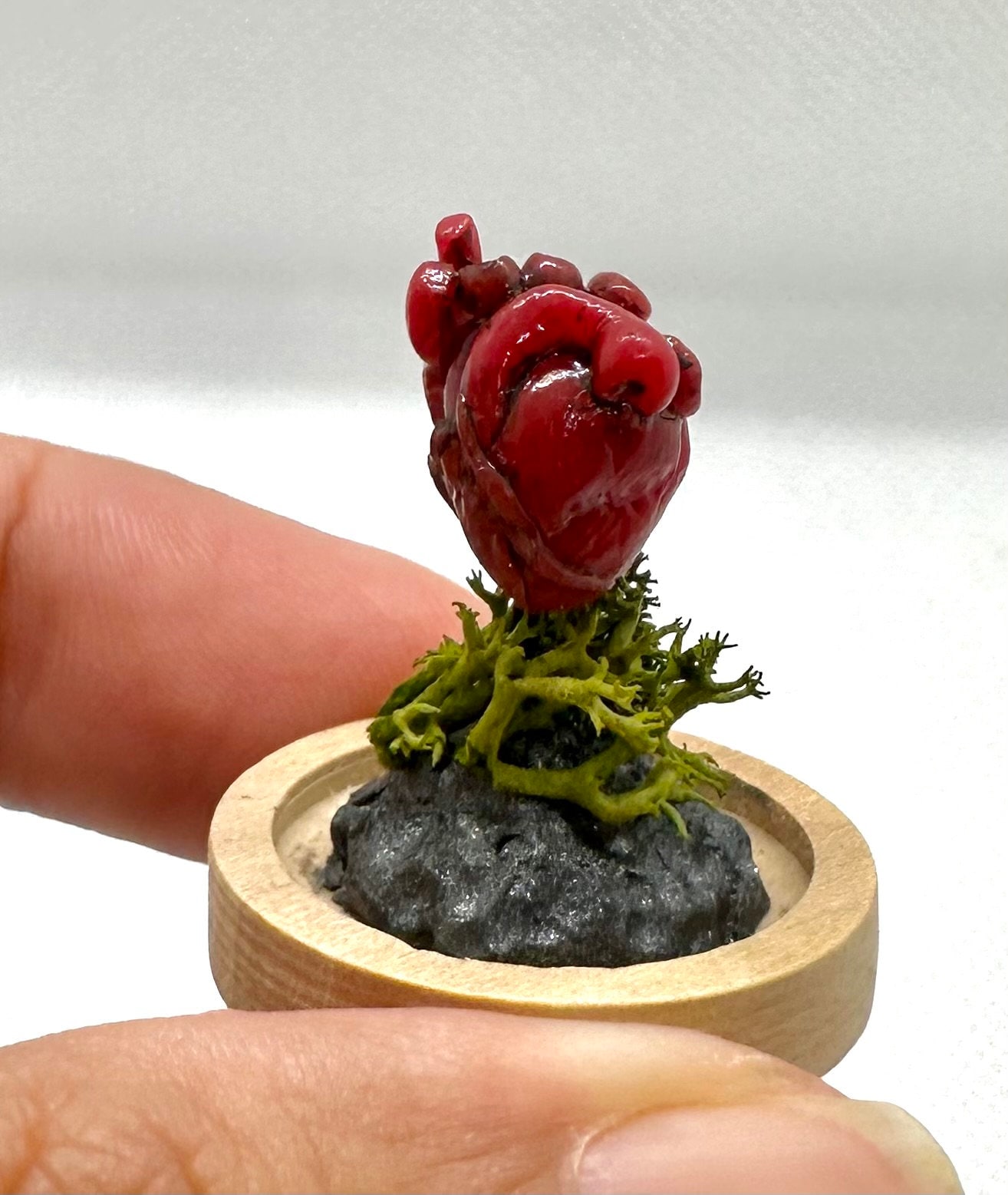 Anatomical Human Heart Specimen Display - Etsy