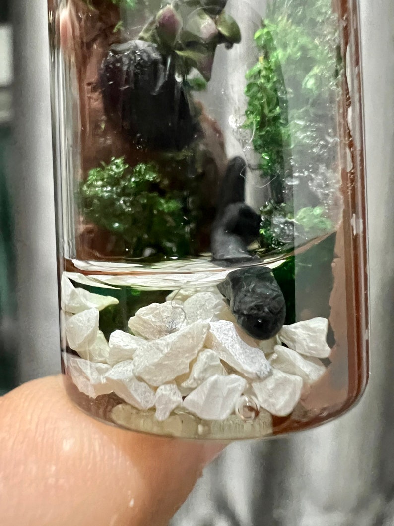 Miniature Rainforest Terrarium/paludarium in a Glass Bottle - Etsy