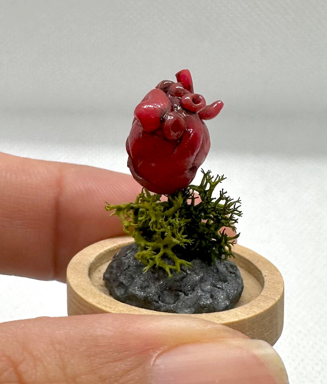 Anatomical Human Heart Specimen Display - Etsy