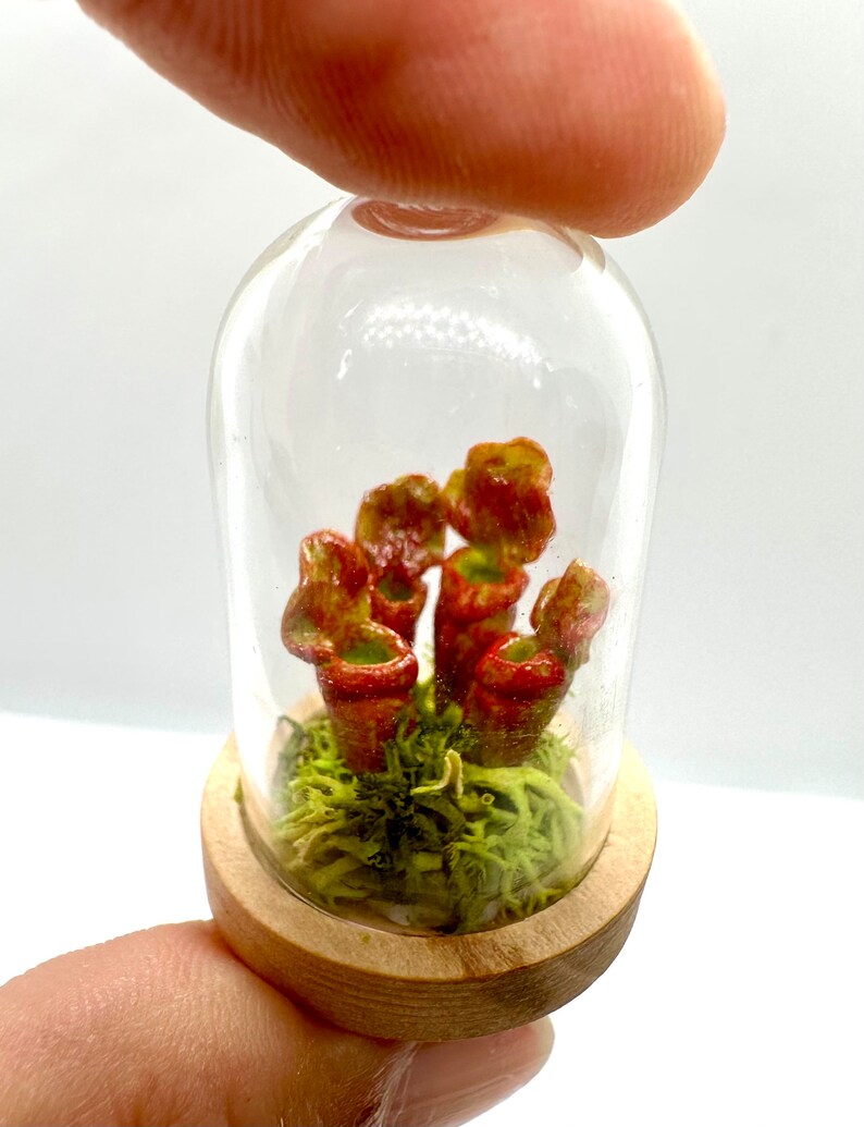 Miniature Pitcher Plant Specimen Display - Etsy