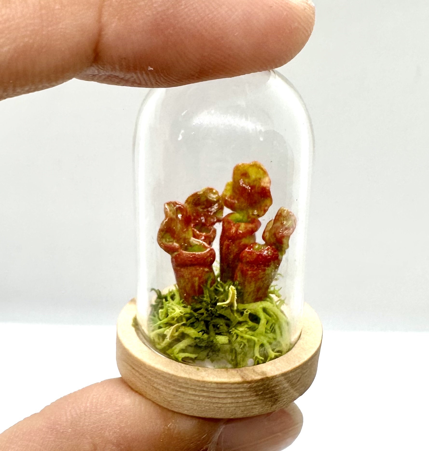Miniature Pitcher Plant Specimen Display - Etsy