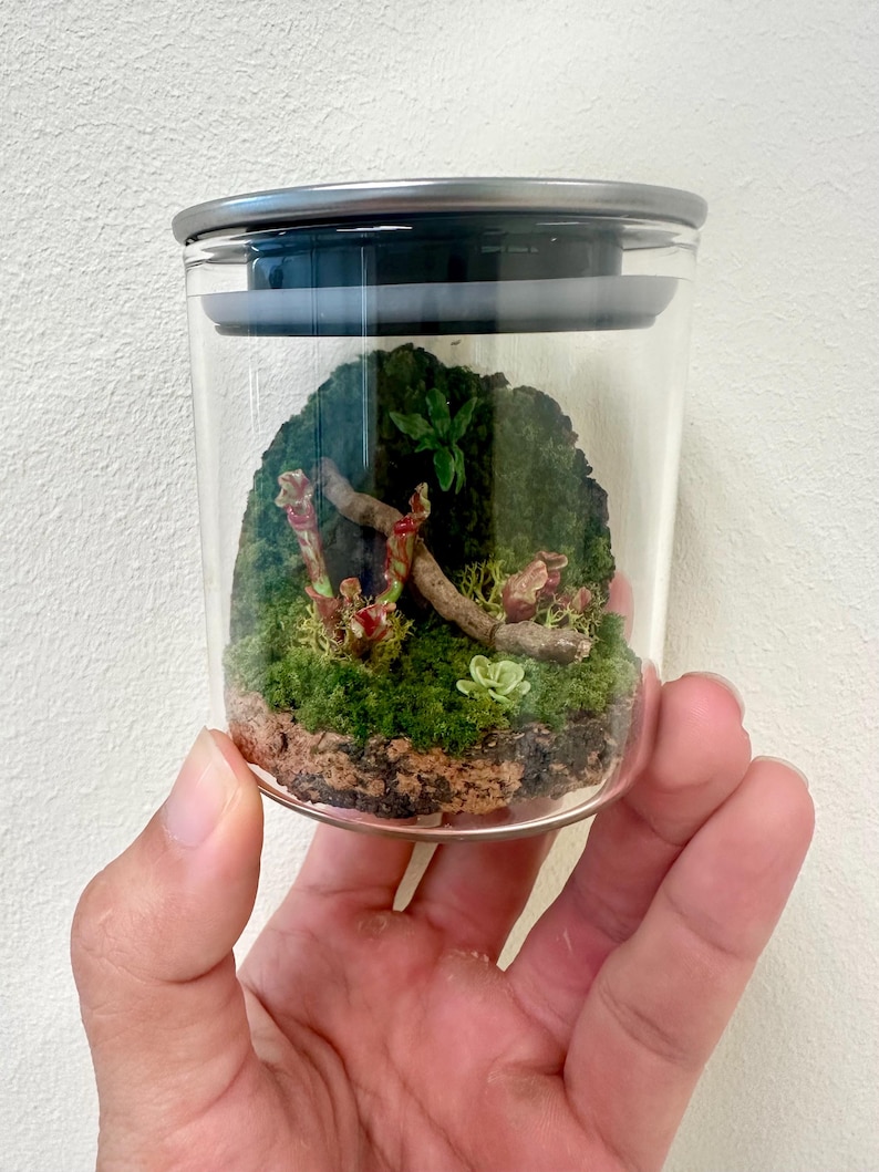 Miniature Clay Carnivorous Pitcher Plant and Butterwort Terrarium ...