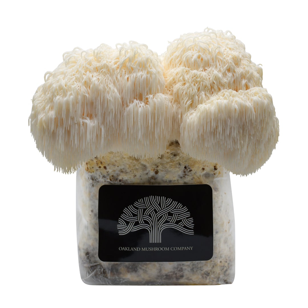 Lion's Mane Mushroom Grow Kit - Etsy