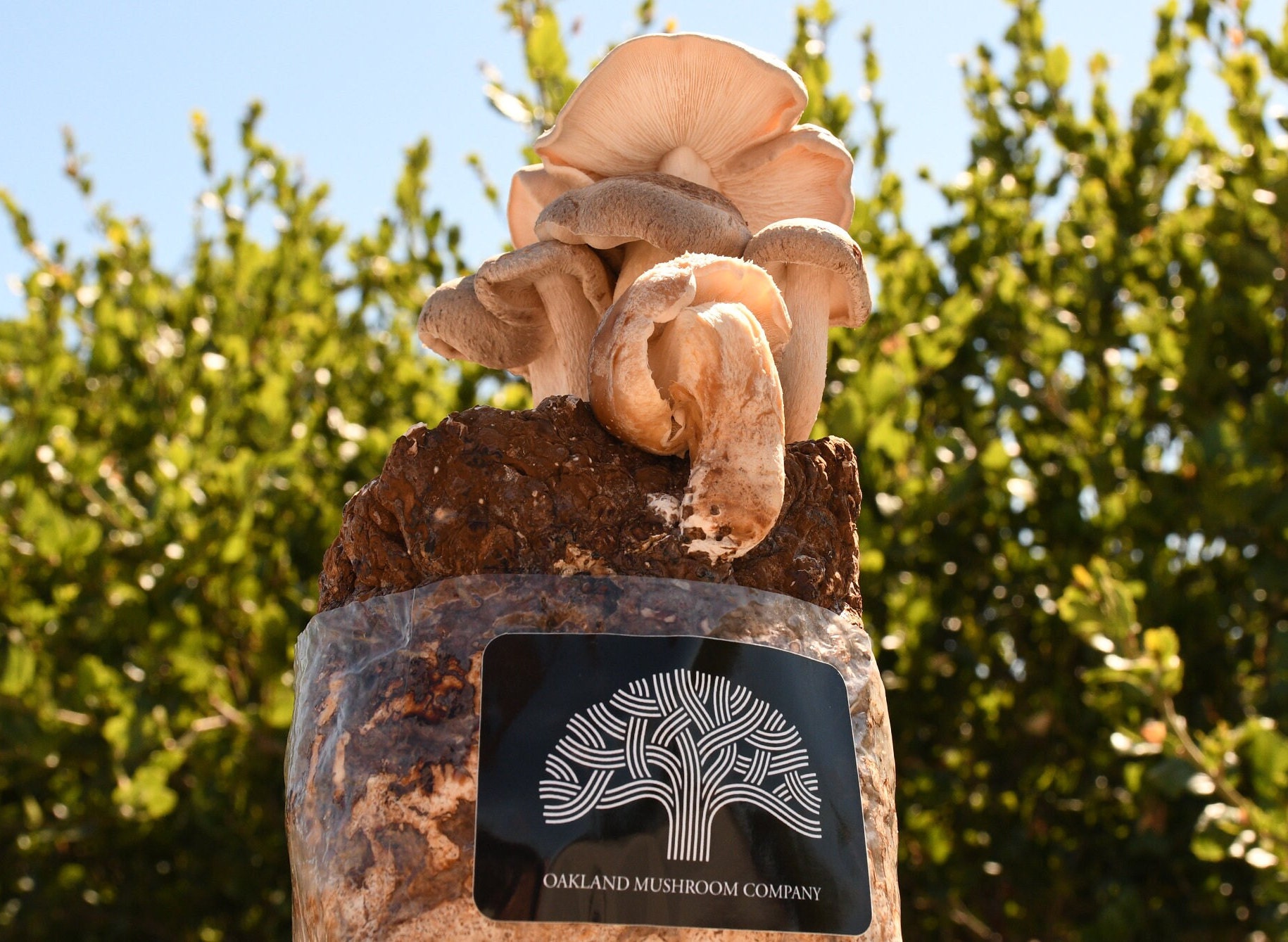 Shiitake Mushroom Grow Kit - Etsy