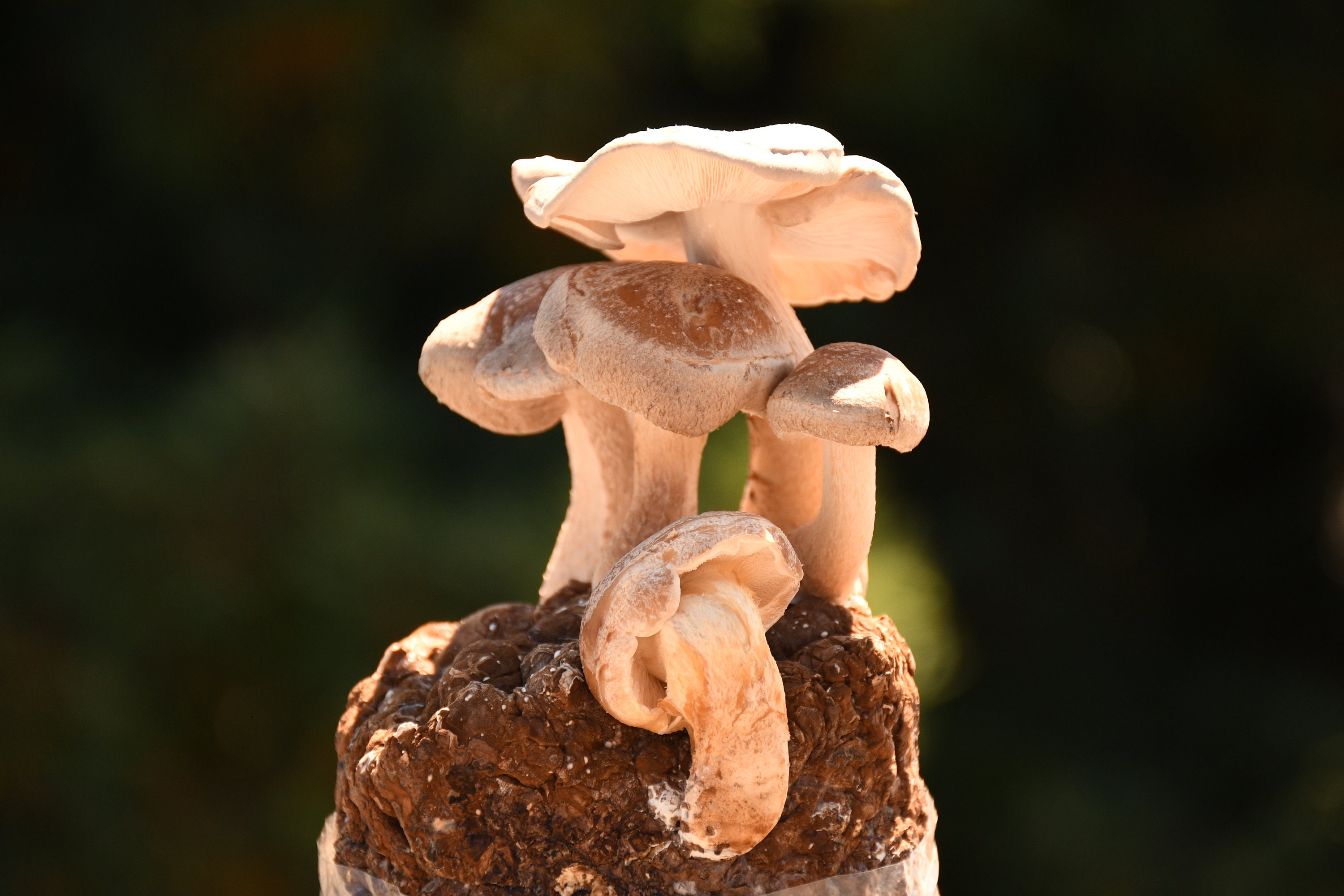 Shiitake Mushroom Grow Kit - Etsy