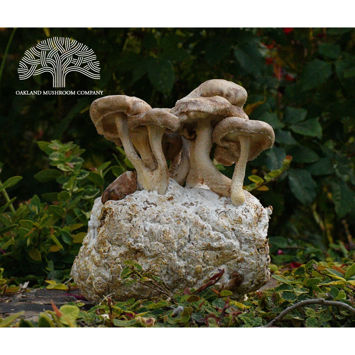 Shiitake Mushroom Grow Kit - Etsy