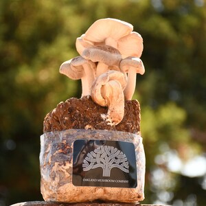 Shiitake Mushroom Grow Kit - Etsy