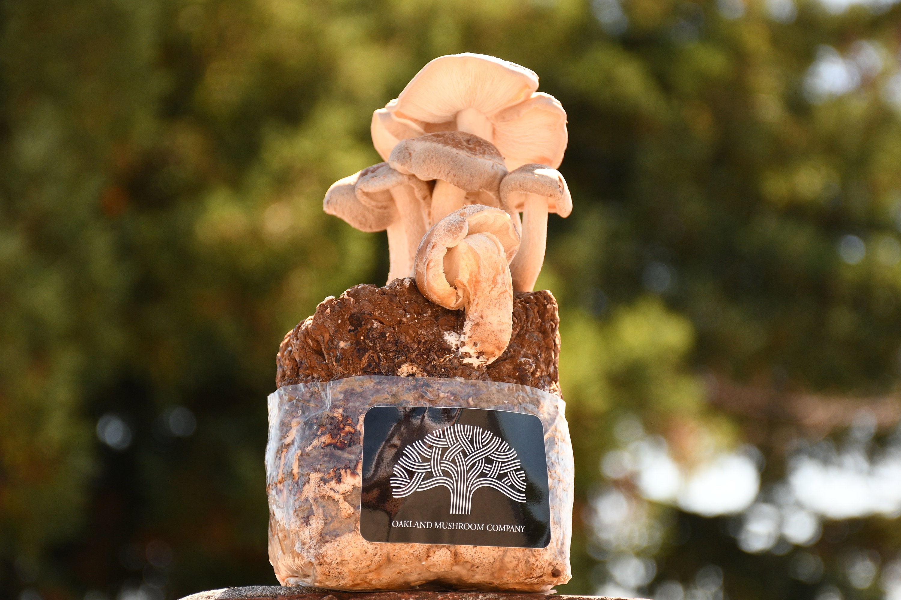 Shiitake Mushroom Grow Kit - Etsy