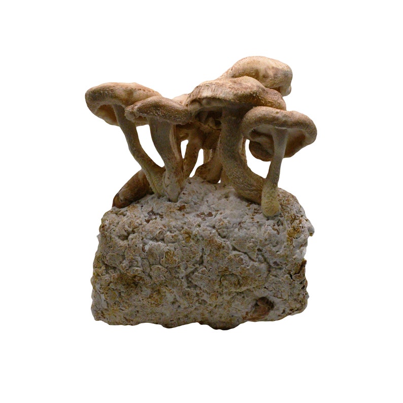 Shiitake Mushroom Grow Kit - Etsy