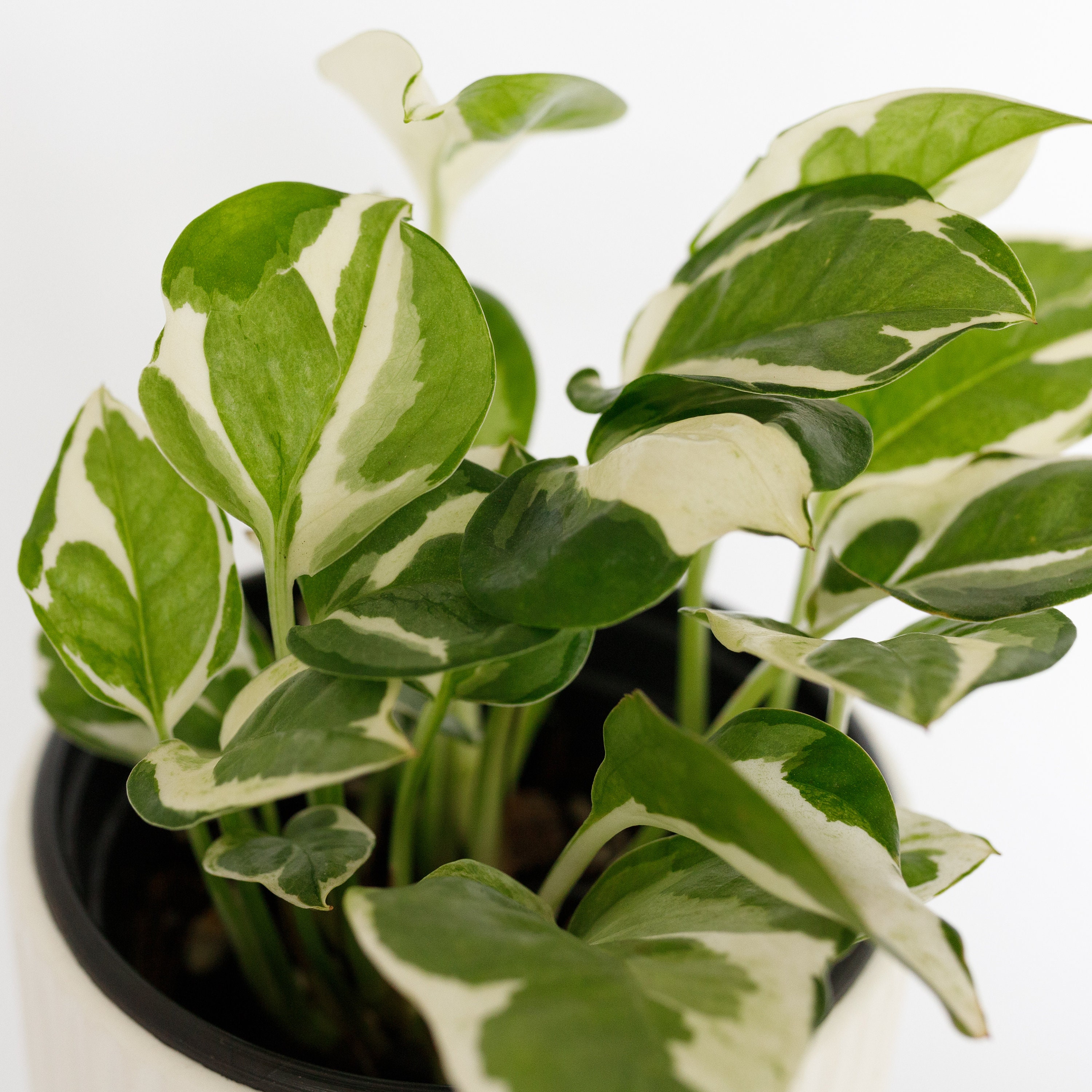Snow Queen Pothos, White Variegated Vine, Easy Care Houseplant in 100mm ...