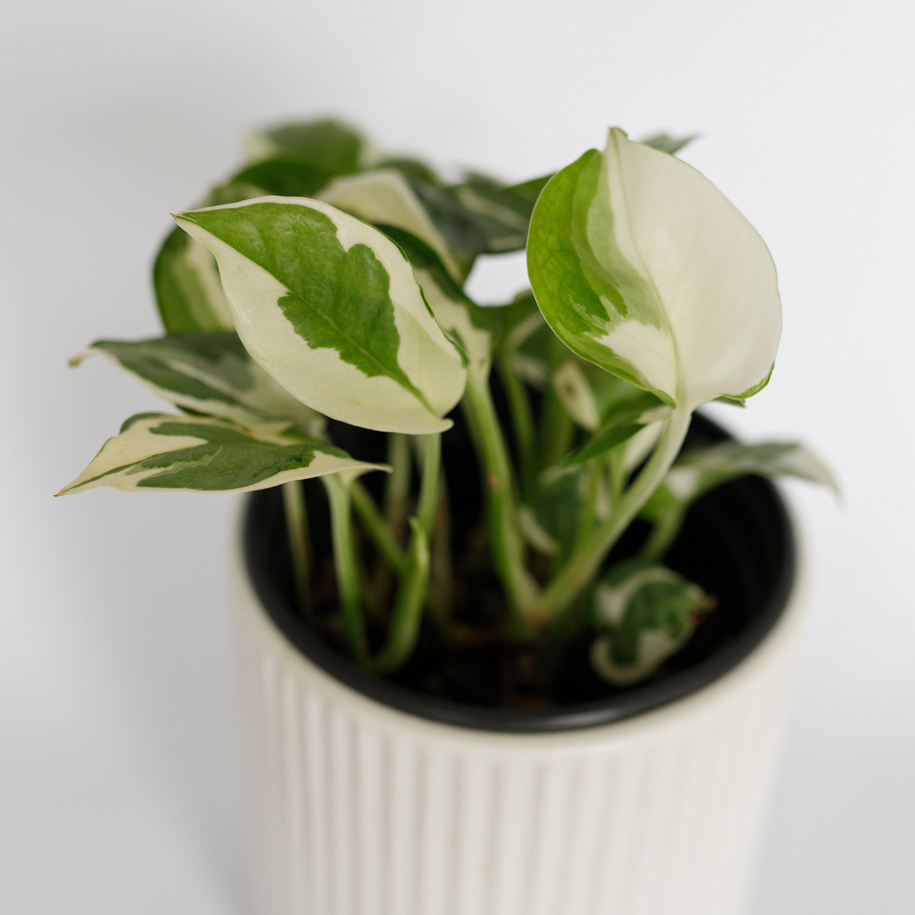 Snow Queen Pothos, White Variegated Vine, Easy Care Houseplant in 100mm ...