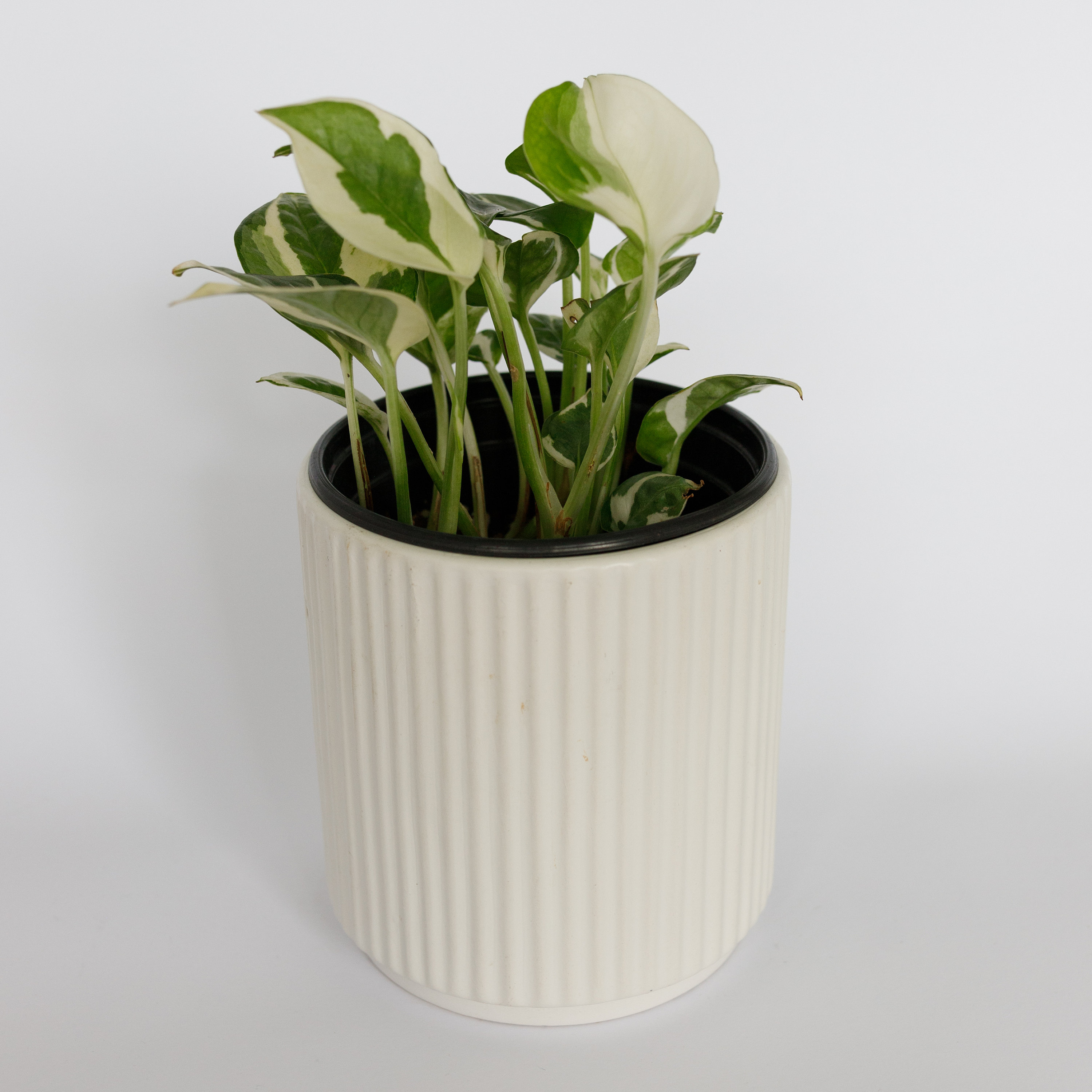 Snow Queen Pothos, White Variegated Vine, Easy Care Houseplant in 100mm ...
