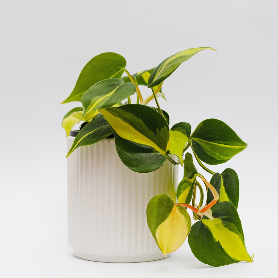 Variegated Philodendron Brazil, Heartleaf Indoor Hanging Vine, Unique ...