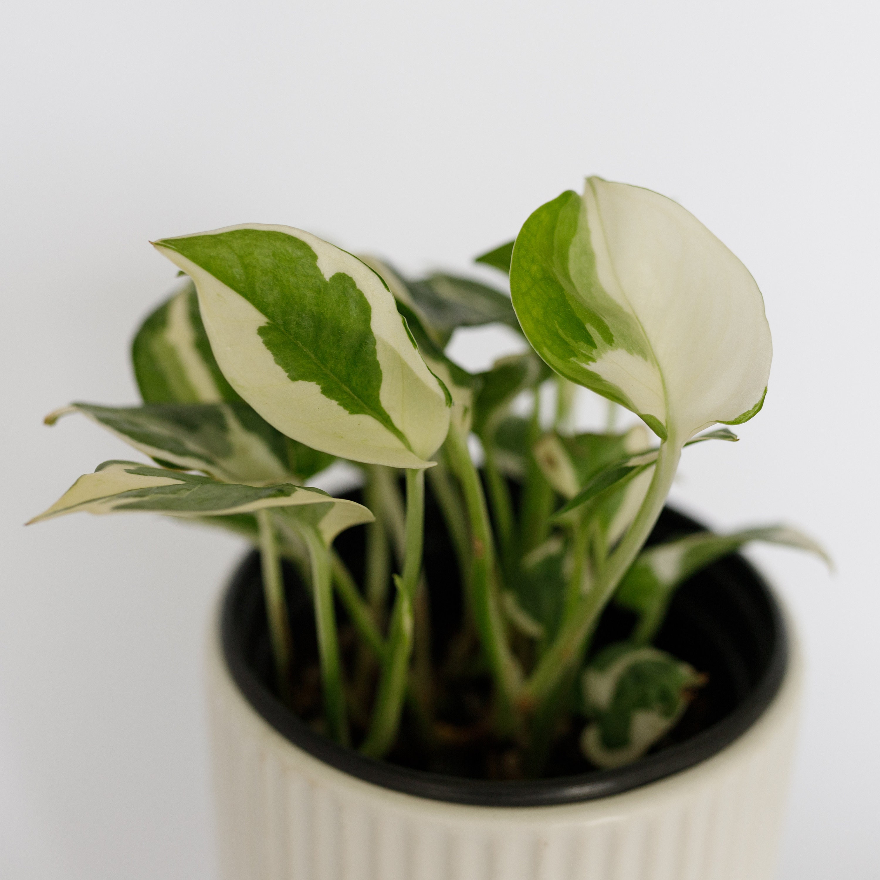 Snow Queen Pothos, White Variegated Vine, Easy Care Houseplant in 100mm ...