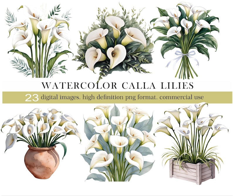 Watercolor White Calla Lily Clipart.arum Flower Png.white Floral ...