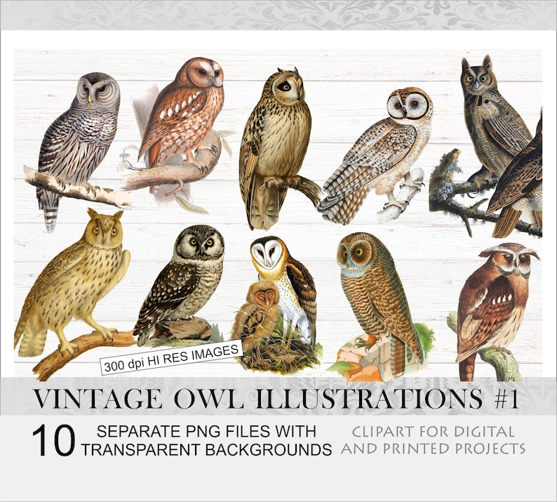 Vintage Owl Clipart Set.10 PNG Bird Illustrations.antique Owl Images ...