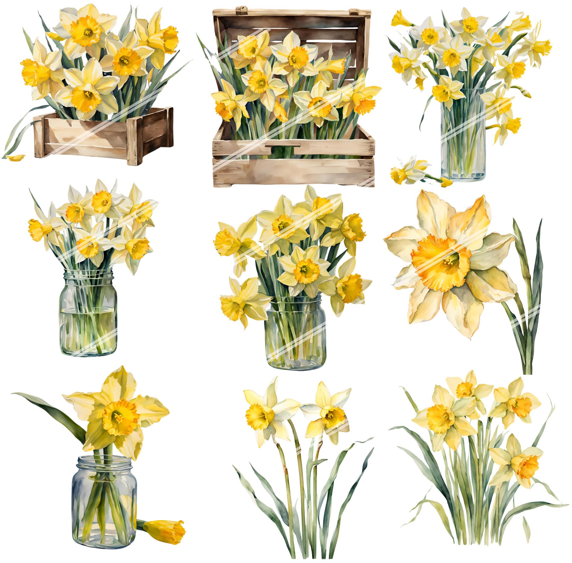 Watercolor Daffodil Clipart Bundle. 18 PNG Floral Graphics. Yellow ...