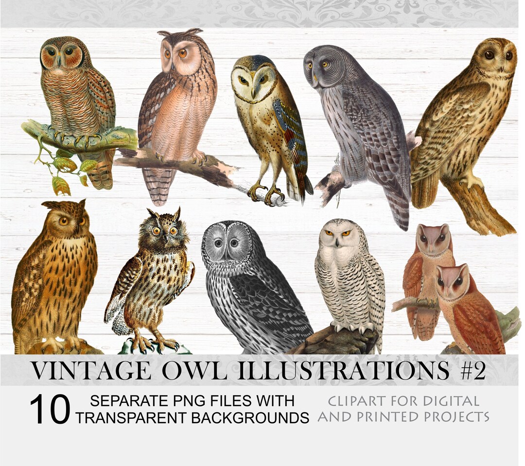 Owl Clipart.vintage Owl Clipart.owl Illustration.vintage Bird Print ...