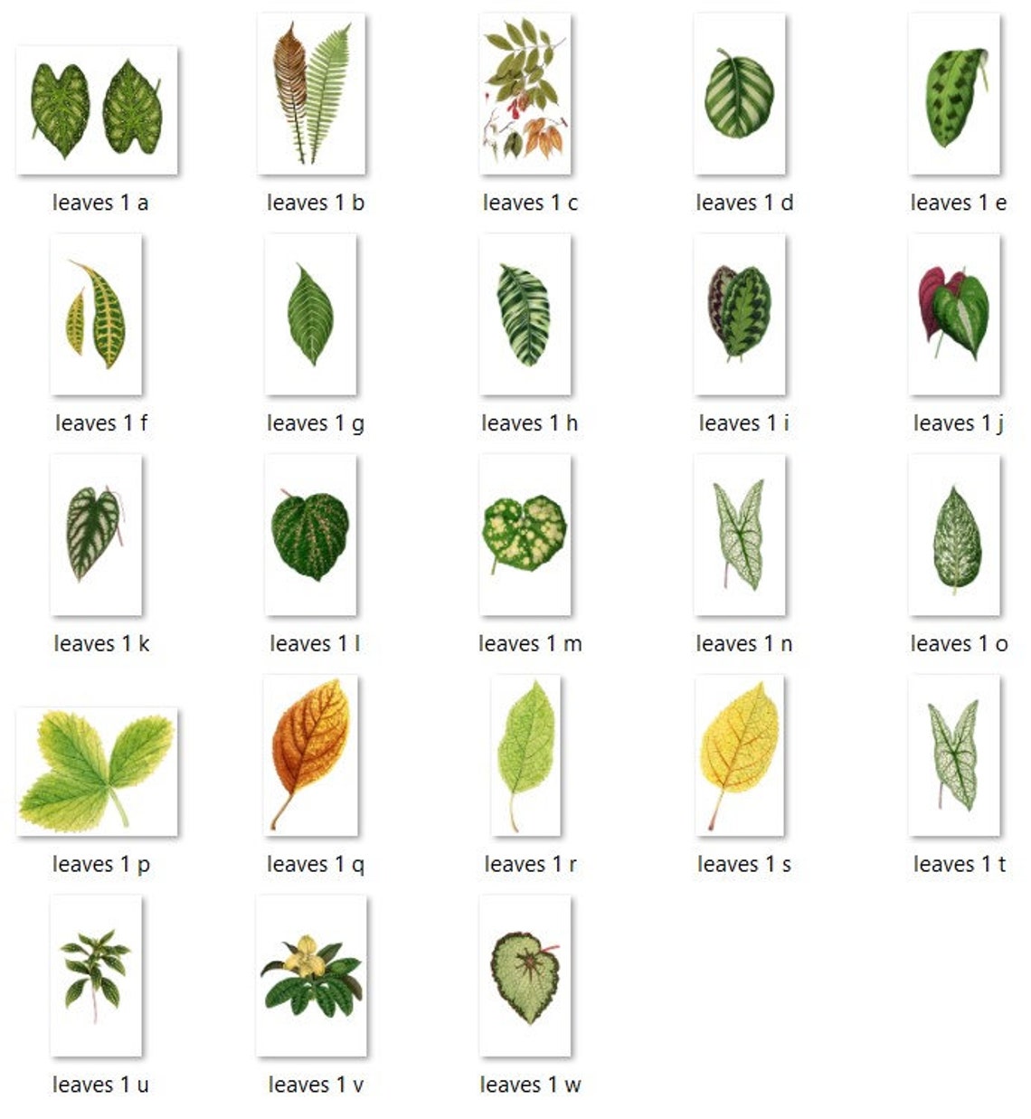 Vintage Botanical Collage Sheethand Painted - Etsy