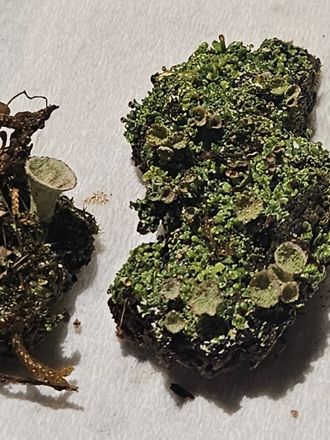 Live Lichen Variety 4 Pack - Etsy