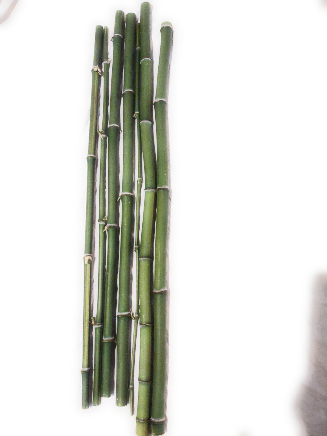 Natural River Cane Bamboo - Etsy