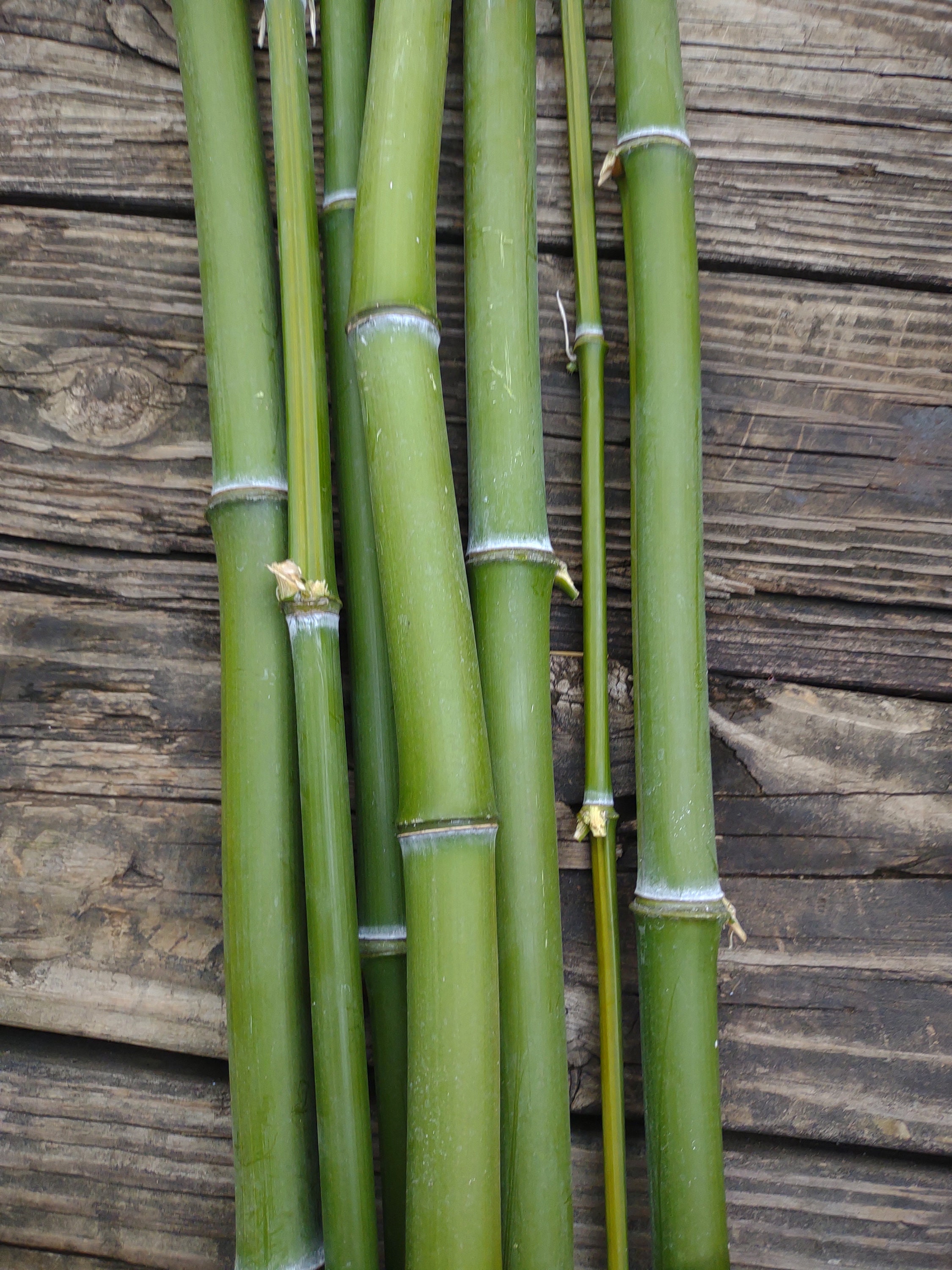 Natural River Cane Bamboo - Etsy