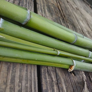 Natural River Cane Bamboo - Etsy