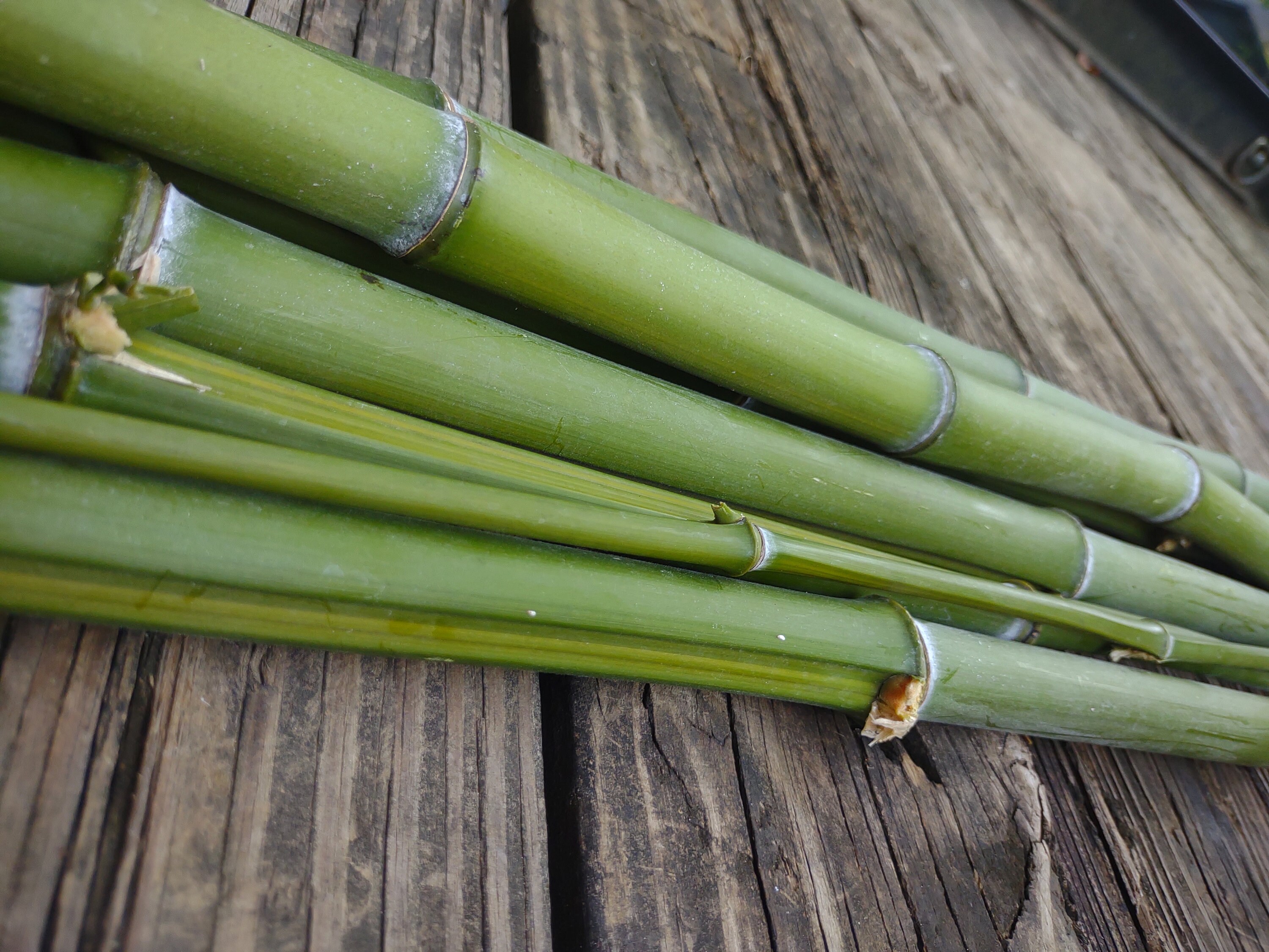 Natural River Cane Bamboo - Etsy